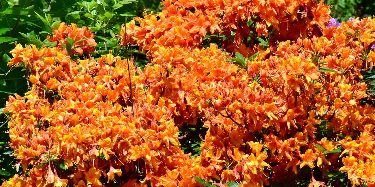 Azalie wielkokwiatowe > Ozdobny Ogród